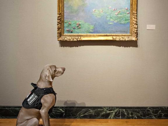Riley the Museum Dog | Museum of Fine Arts Boston